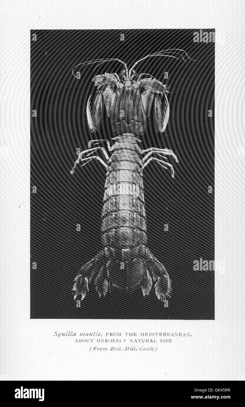 Life of a mantis Black and White Stock Photos & Images - Alamy