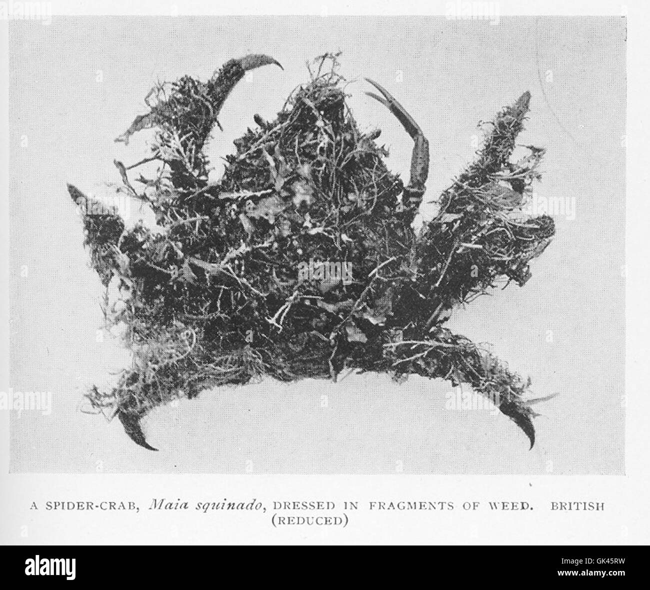 British spider illustration hi-res stock photography and images - Alamy