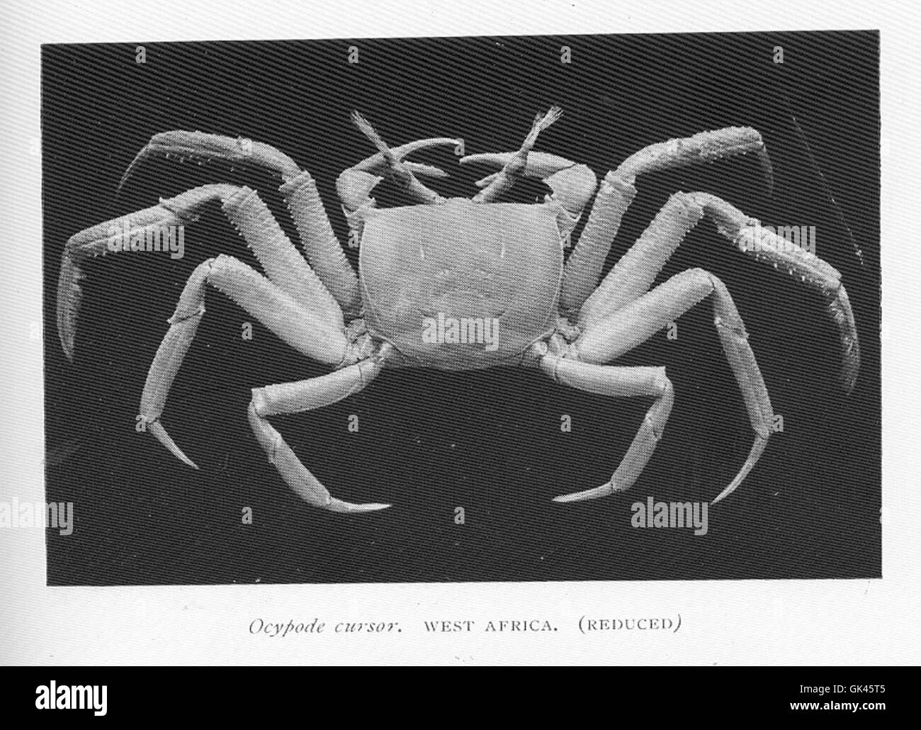 Ocypode Cursor High Resolution Stock Photography and Images - Alamy