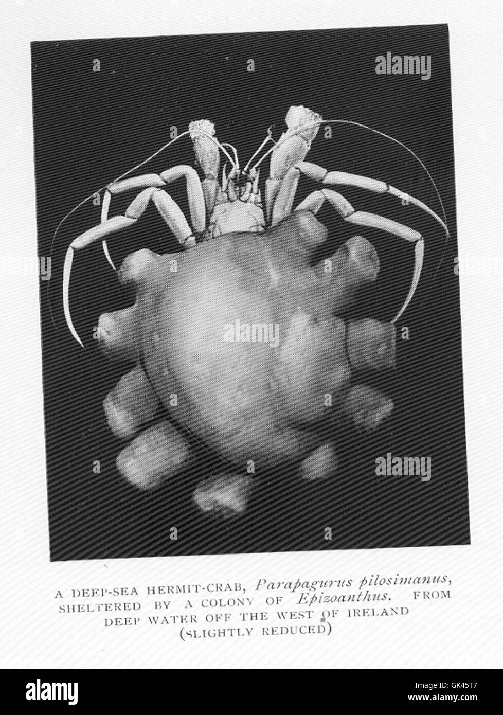 Parapagurus hermit crab hi-res stock photography and images - Alamy