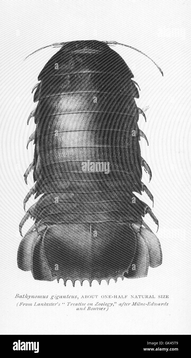 Bathynomus giganteus hi-res stock photography and images - Alamy