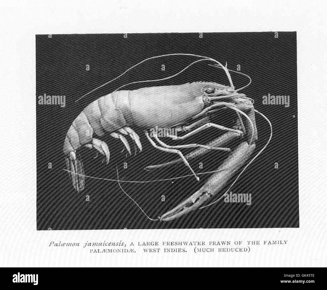 Vintage west indies map Cut Out Stock Images & Pictures - Alamy