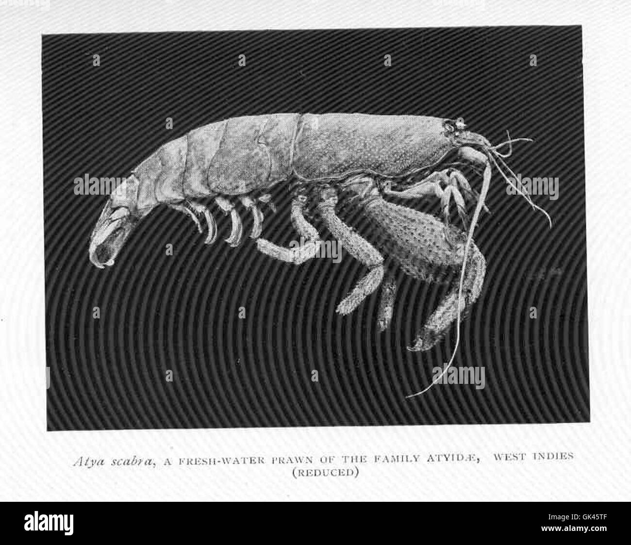 Atyidae hi-res stock photography and images - Alamy