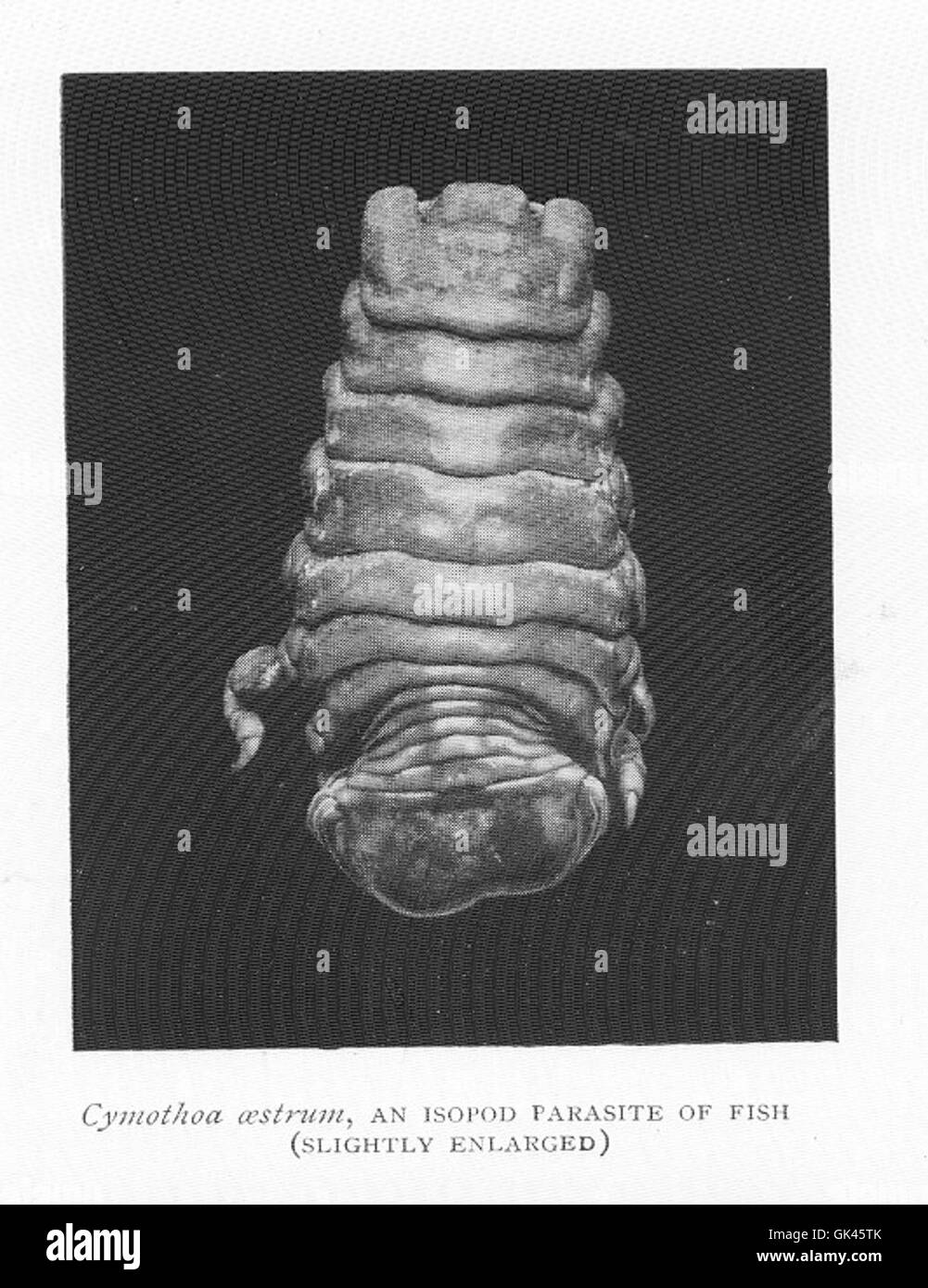 Parasites fish Cut Out Stock Images & Pictures - Alamy