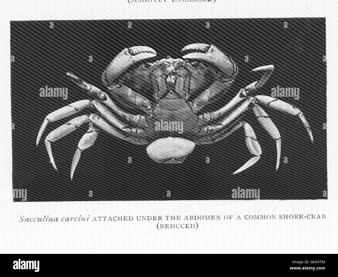 Parasitic barnacle hi-res stock photography and images - Alamy