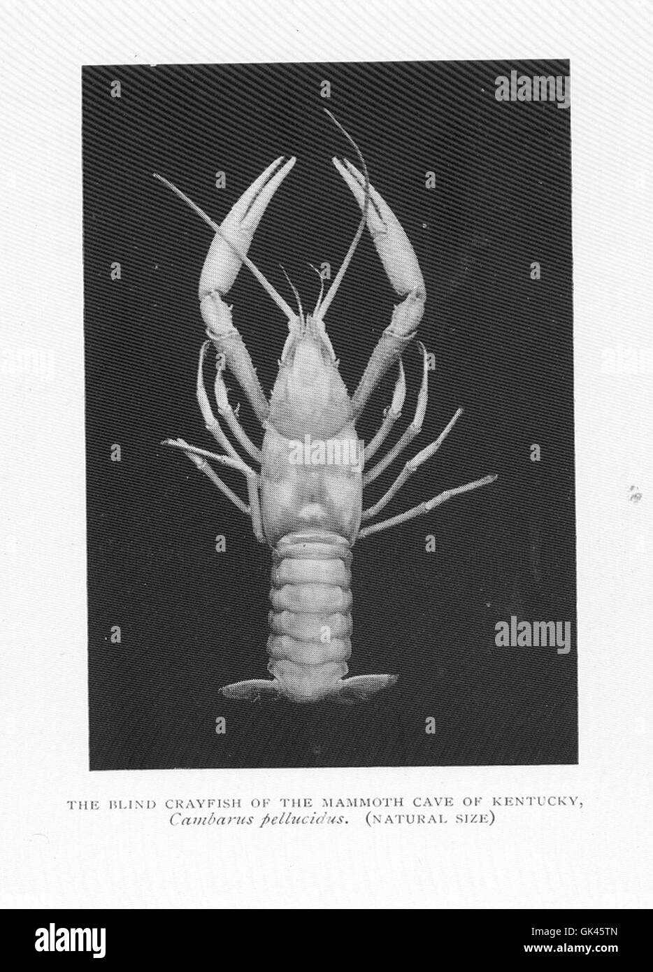 Map of mammoth cave hi-res stock photography and images - Alamy