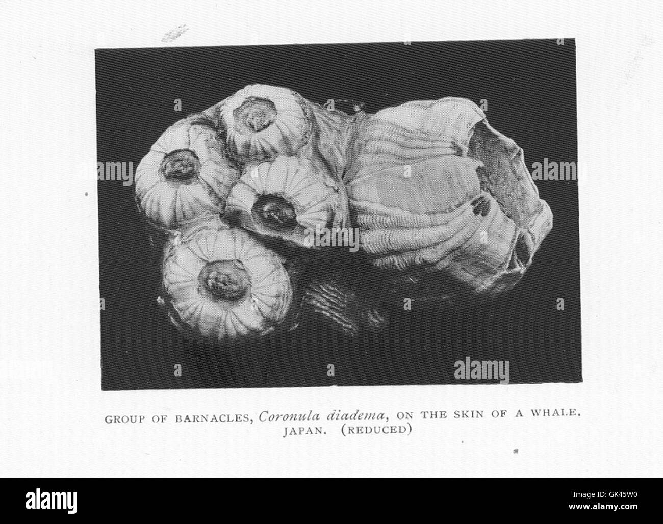 Coronula diadema Black and White Stock Photos & Images - Alamy