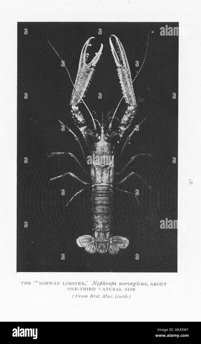Nephrops norvegicus underwater hi-res stock photography and images - Alamy
