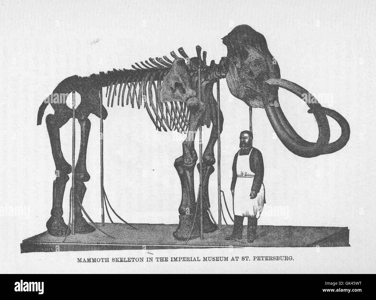 The mammoth skeleton displayed at the Imperial Museum in St. Petersburg ...