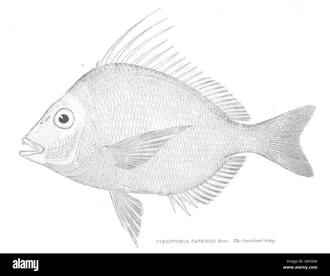 Caprinus hi-res stock photography and images - Alamy