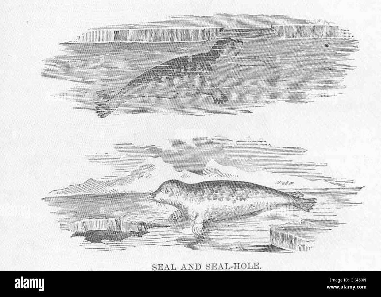 The seal and seal-hole are common in maritime regions, where seals use ...