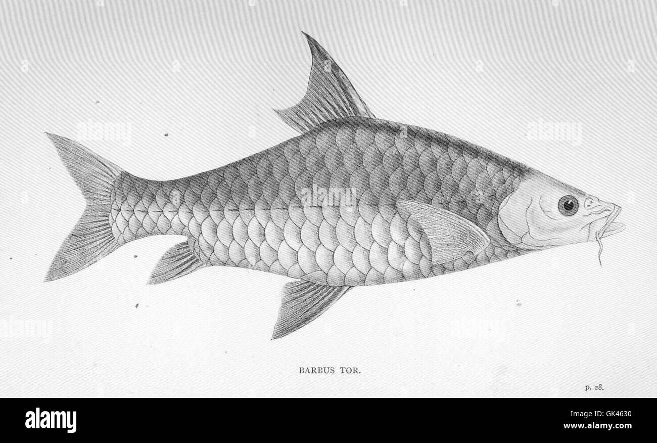 Indian river species Black and White Stock Photos & Images - Alamy
