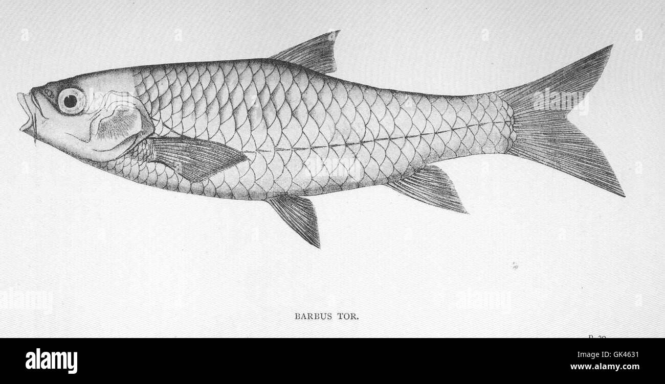 Tor books hi-res stock photography and images - Alamy