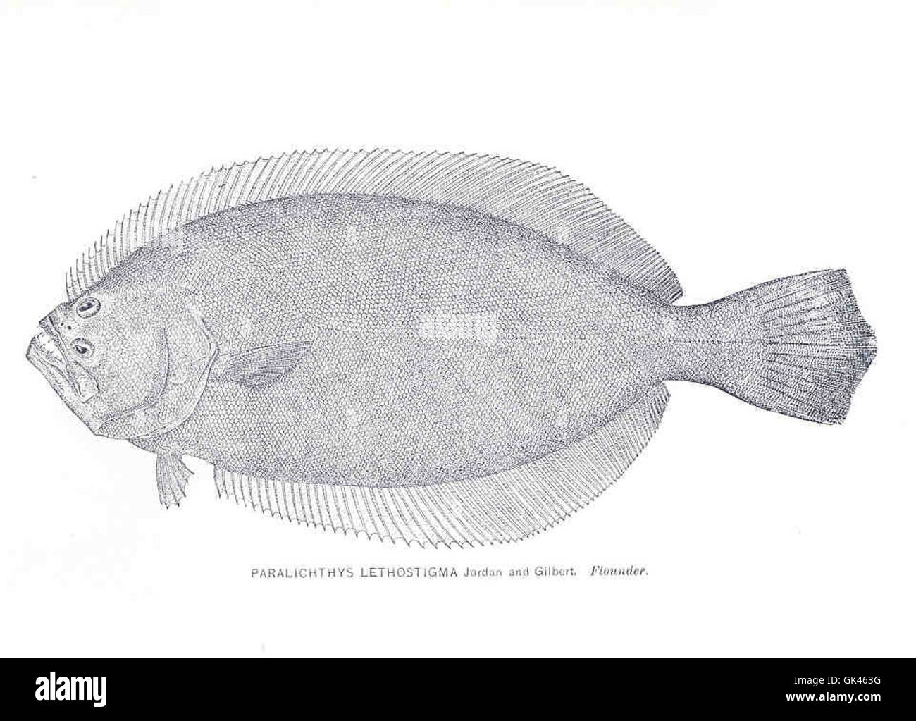 Paralichthys lethostigma hi-res stock photography and images - Alamy