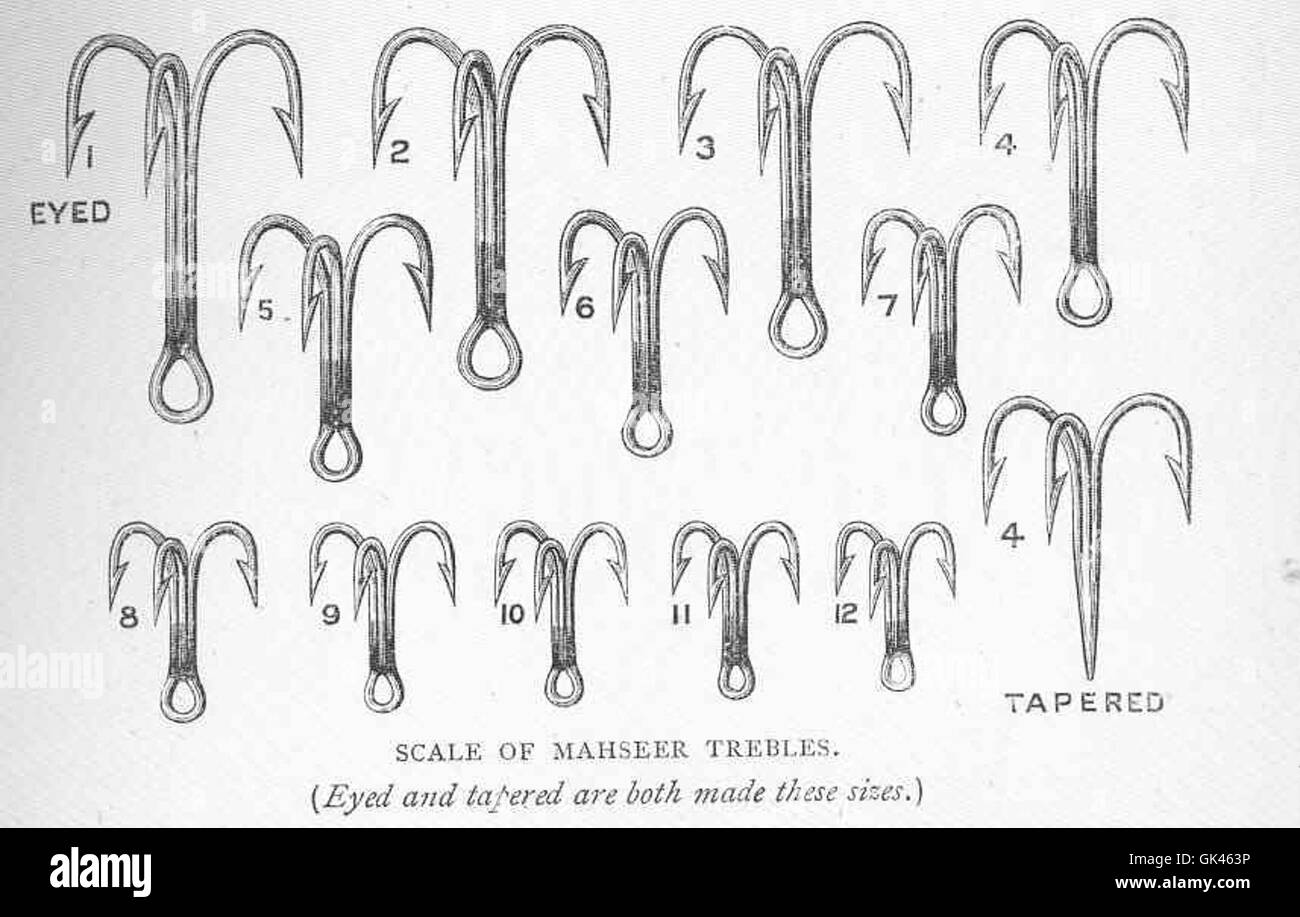 Close-up of a scale from a Mahseer fish treble hook, showcasing its ...