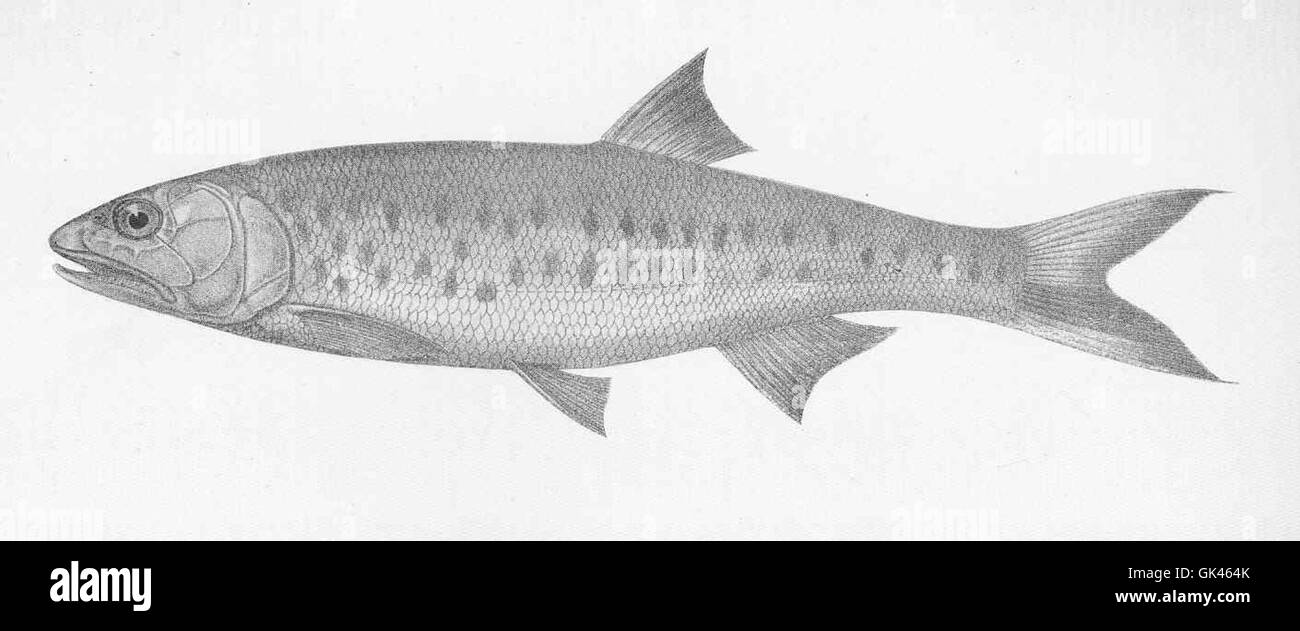 Barilius hi-res stock photography and images - Alamy