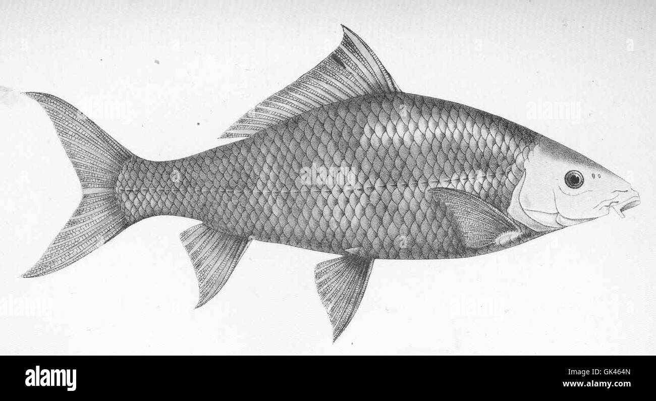 Labeo calbasu hi-res stock photography and images - Alamy