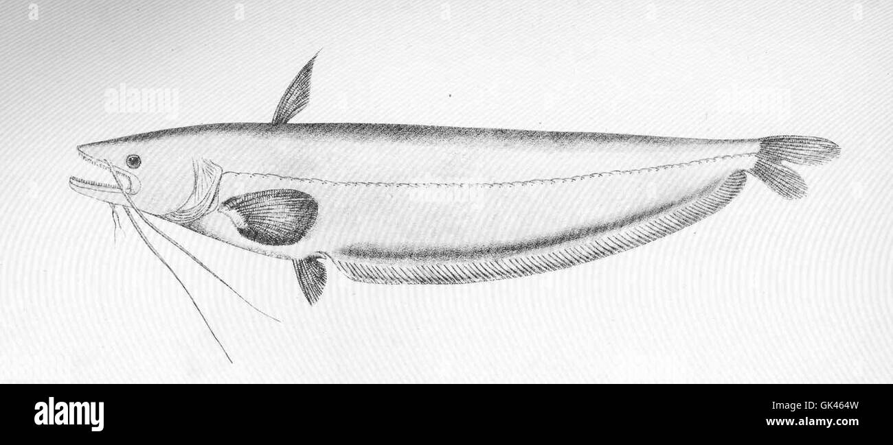 Wallago attu fish hi-res stock photography and images - Alamy