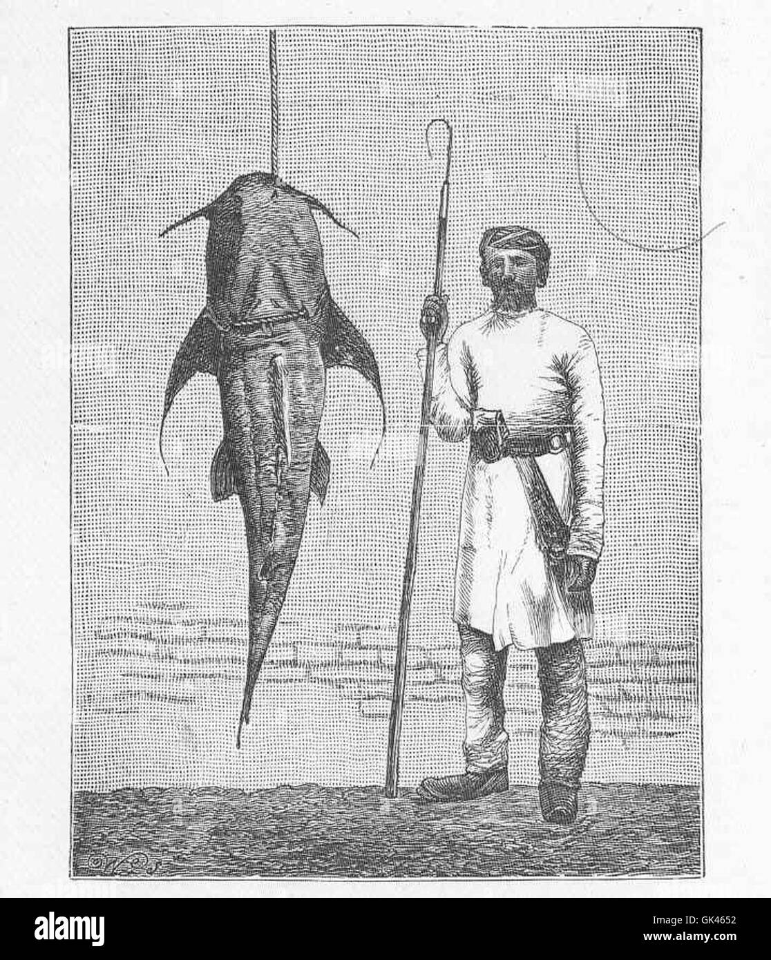 Bagarius bagarius Black and White Stock Photos & Images - Alamy