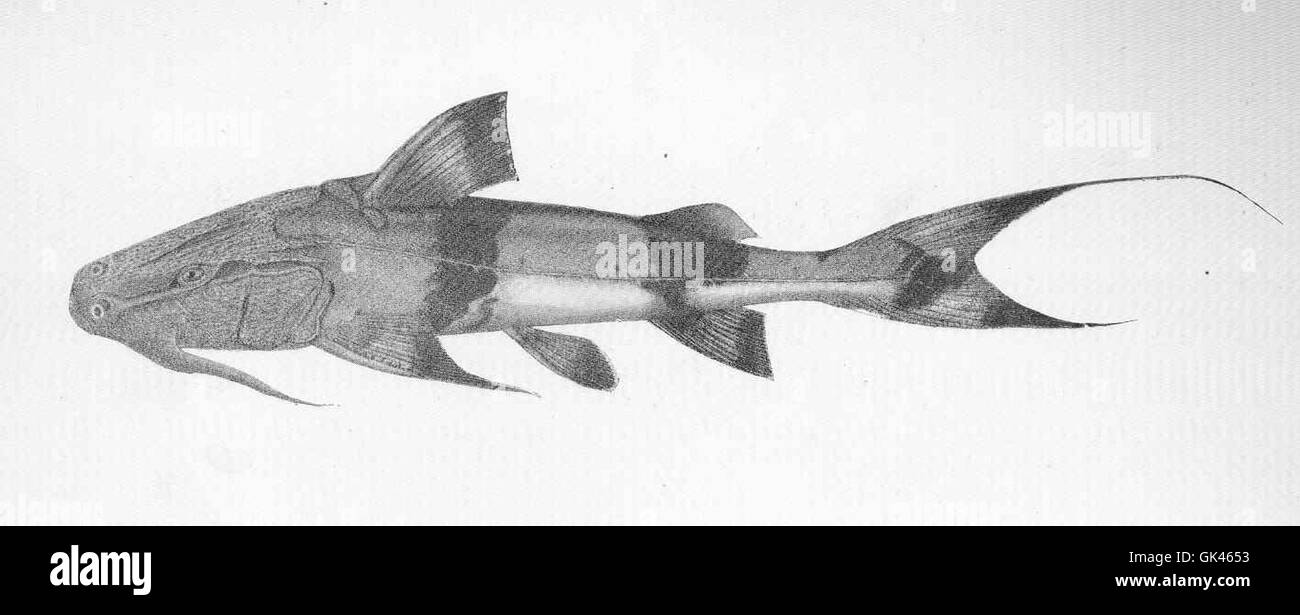 46677 Bagarius Yarrellii Stock Photo - Alamy