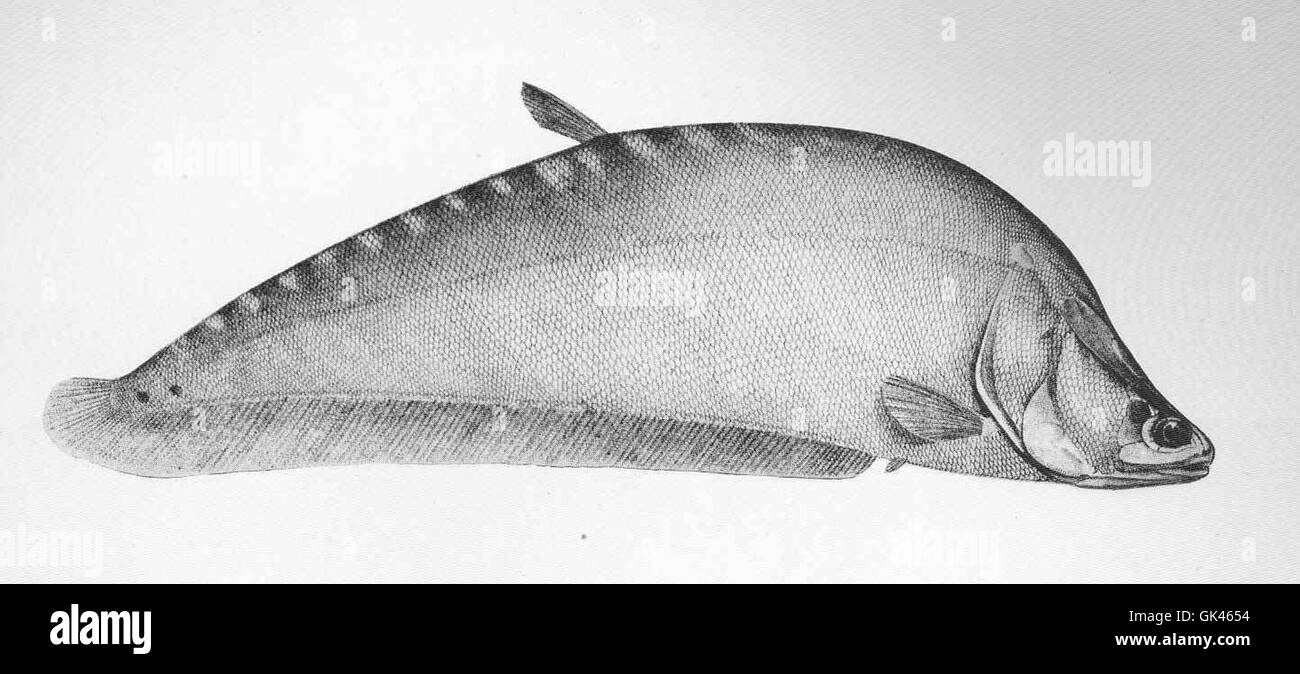 Notopterus notopterus hi-res stock photography and images - Alamy