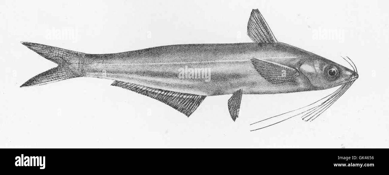 Garua Black and White Stock Photos & Images - Alamy