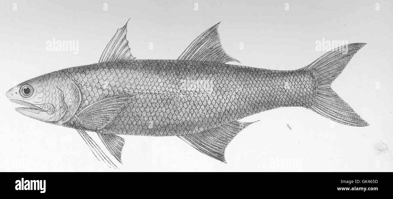Polynemus tetradactylus, a species of fish with distinctive long ...