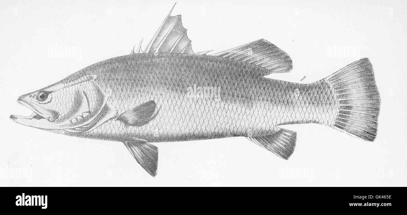 Lates calcarifer, commonly known as the barramundi, a species of fish ...