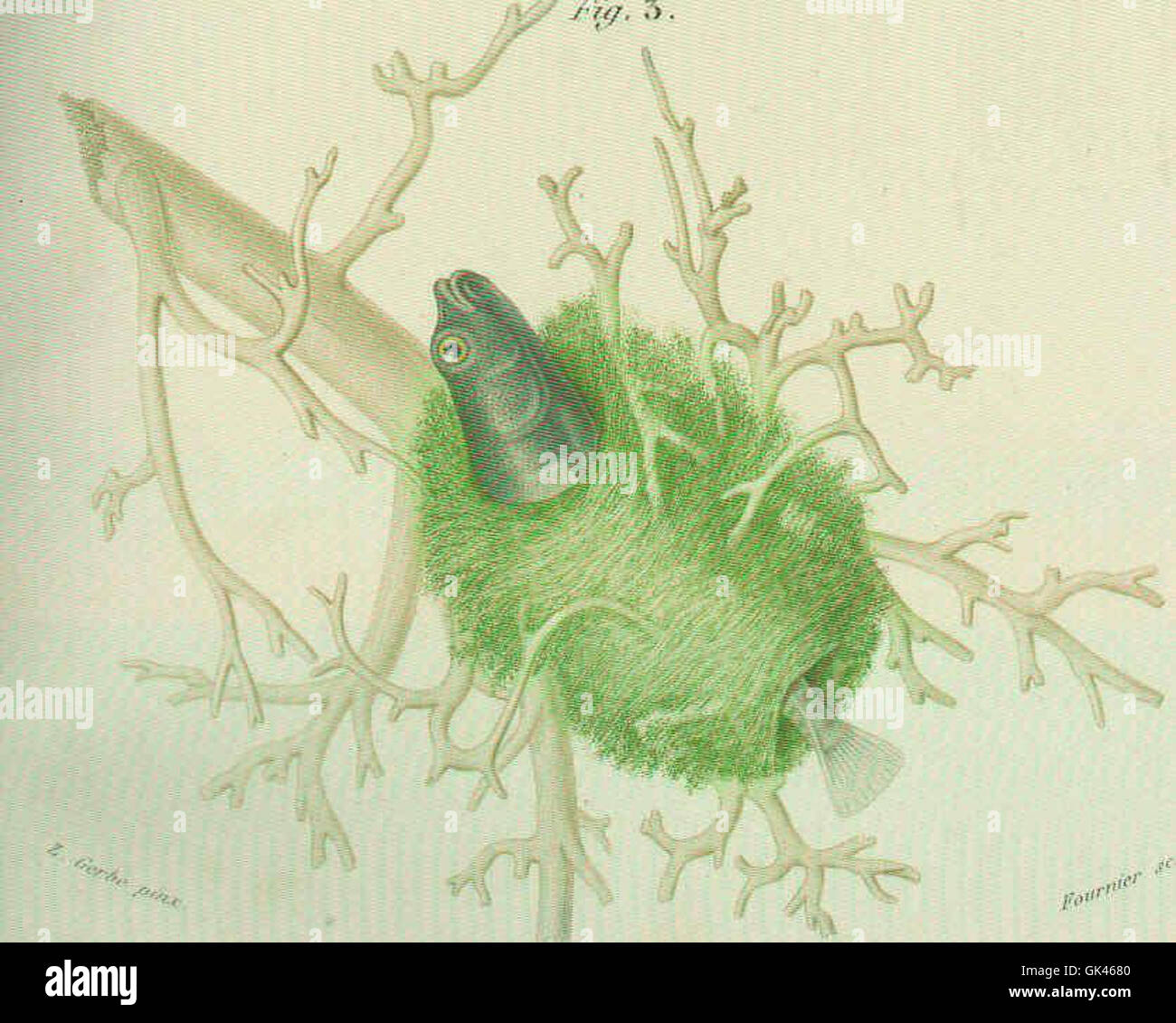 46745 Nidification des Epinoches - Epinochette male agrandissant les ...