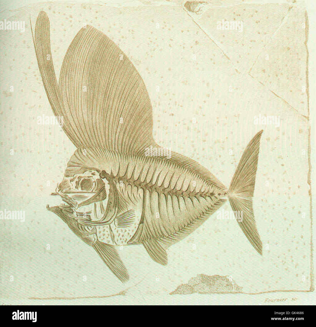 Veile hi-res stock photography and images - Alamy