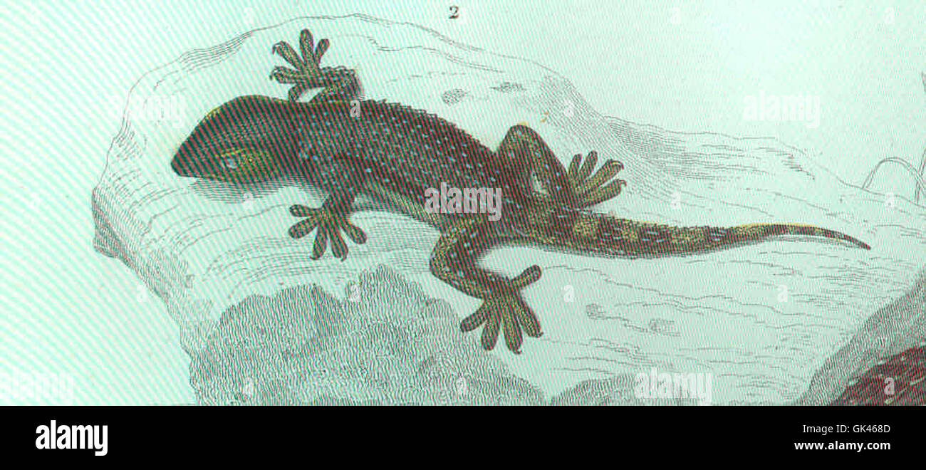 Lizards unique morphology hi-res stock photography and images - Alamy