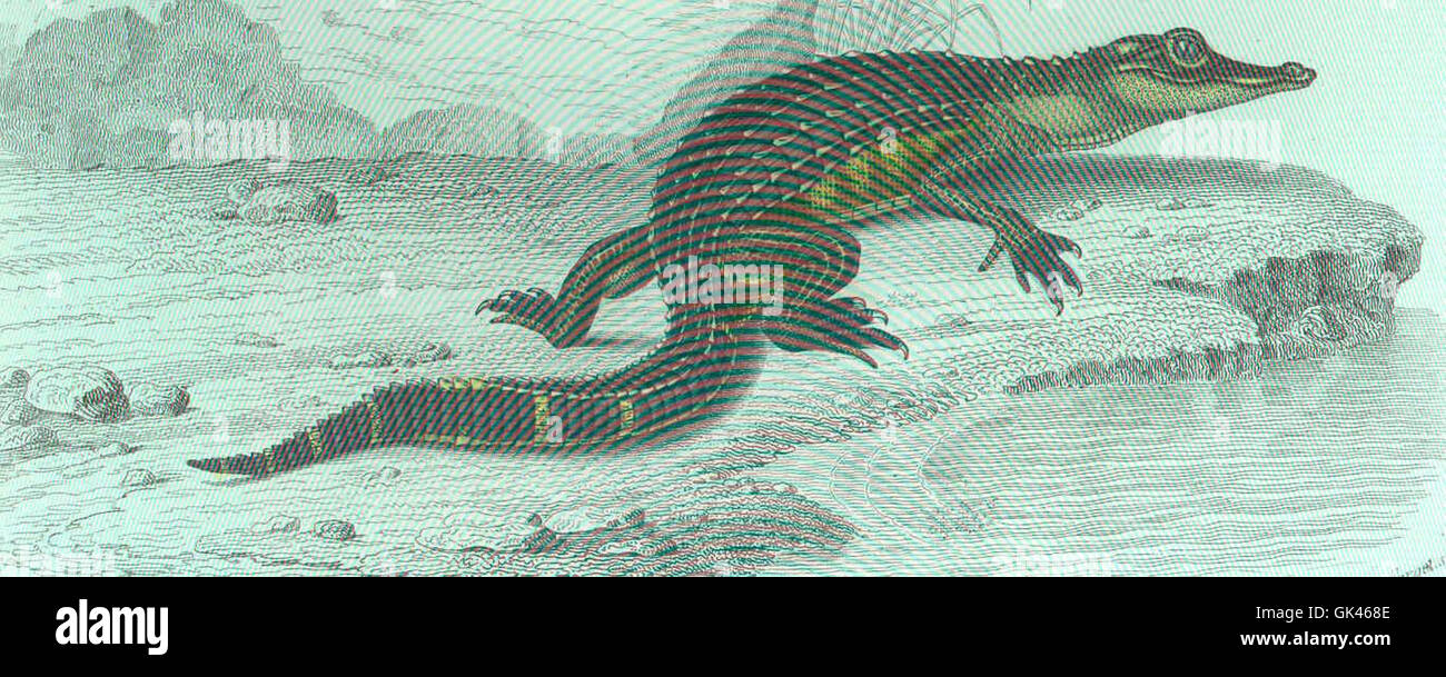 Semi aquatic reptiles hi-res stock photography and images - Alamy