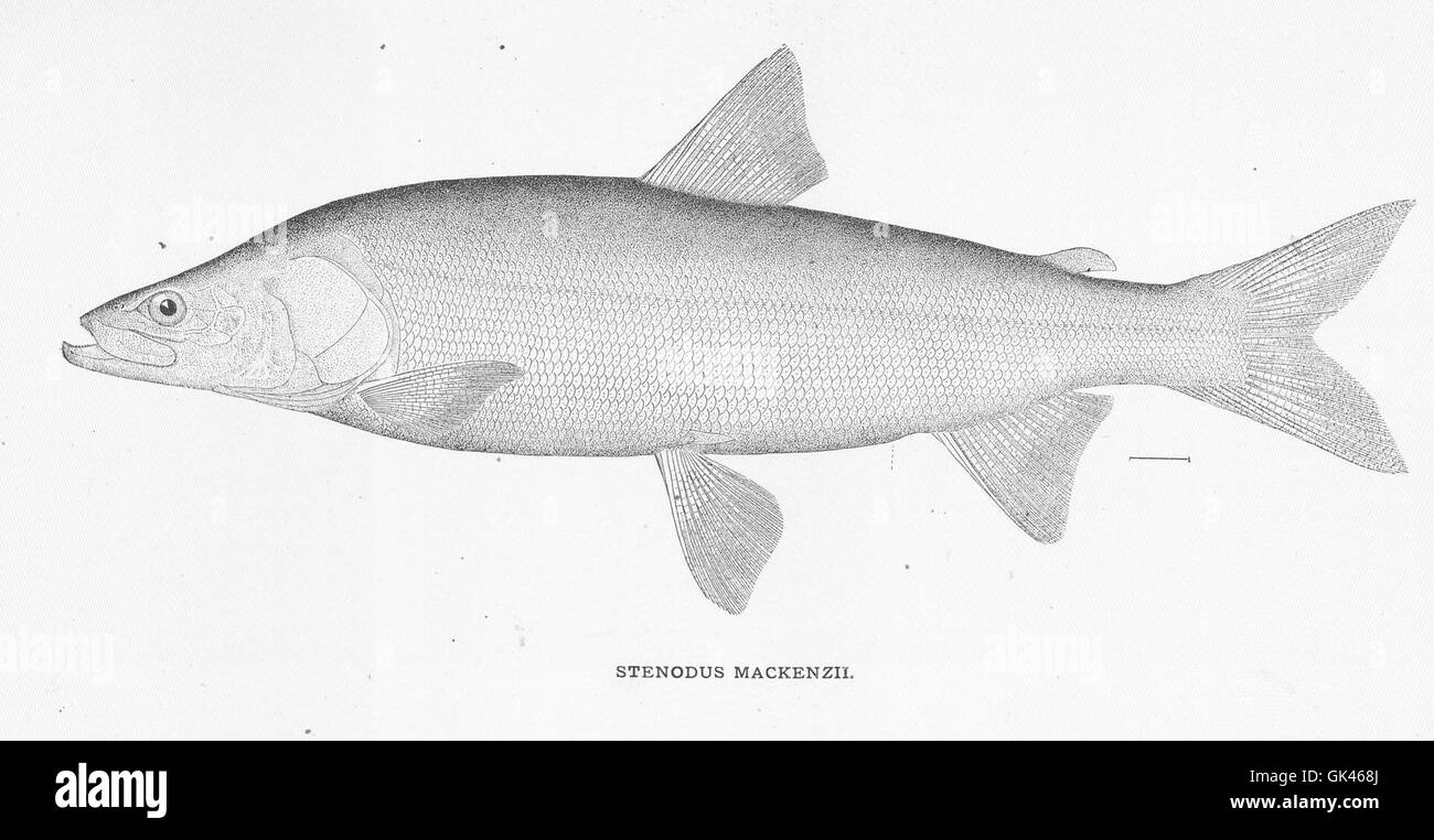 A north american species of whitefish hi-res stock photography and ...