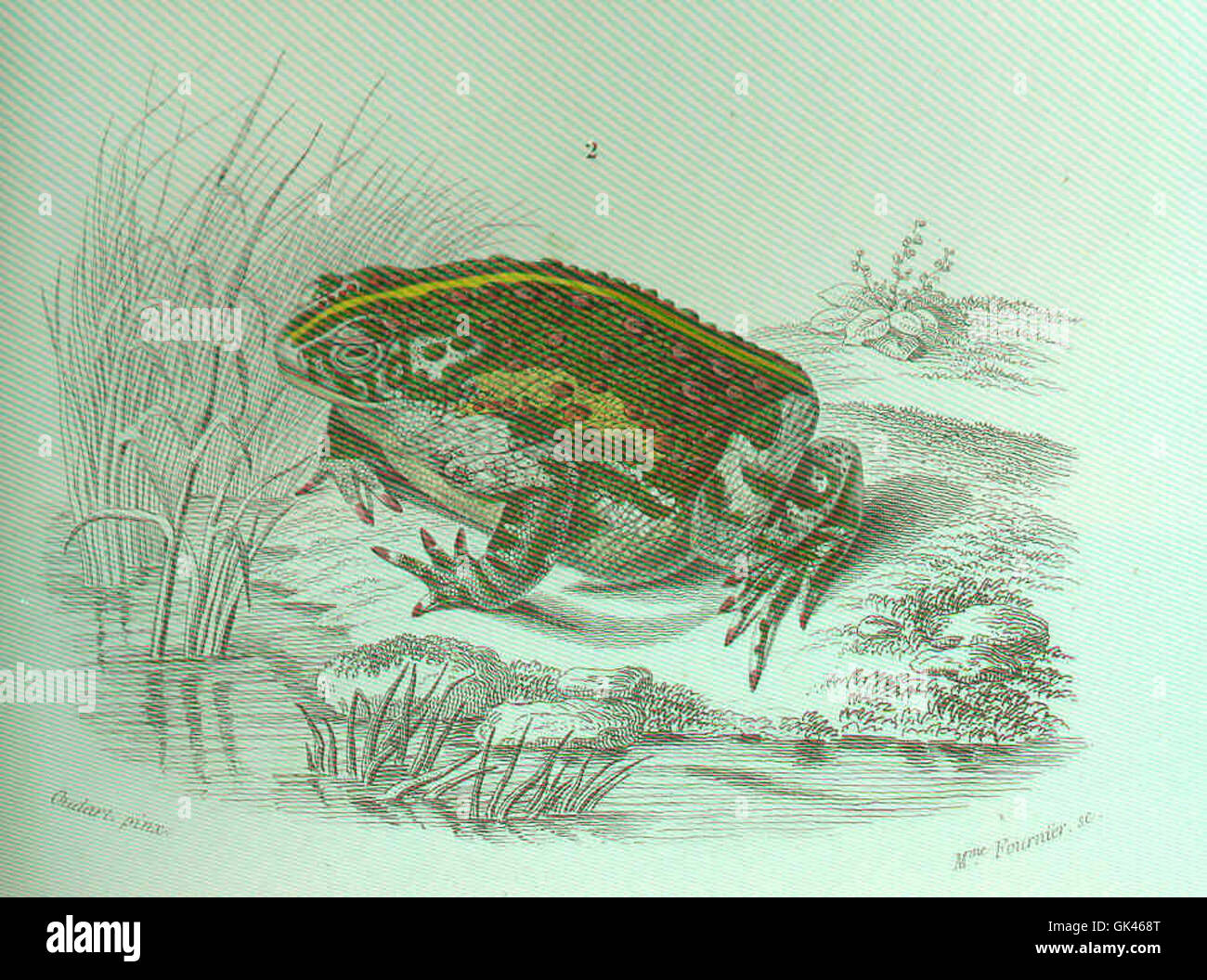 Crapaud vert hi-res stock photography and images - Alamy