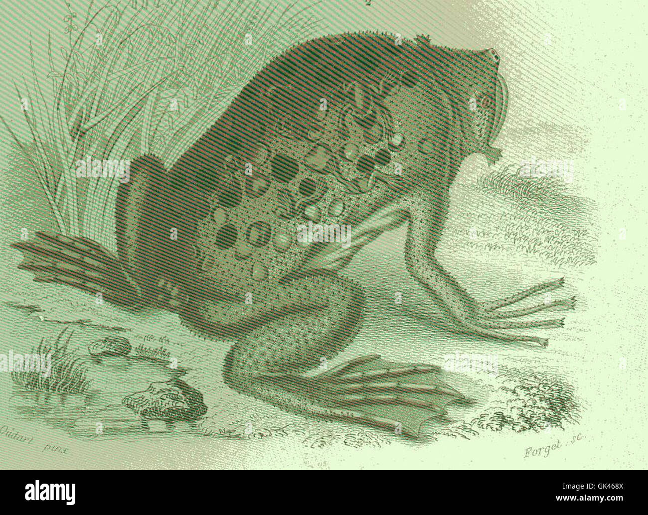 The American Pipa (Pipa americana), also known as the Surinam toad, is ...