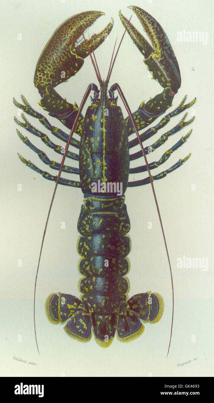 Homard commun hi-res stock photography and images - Alamy