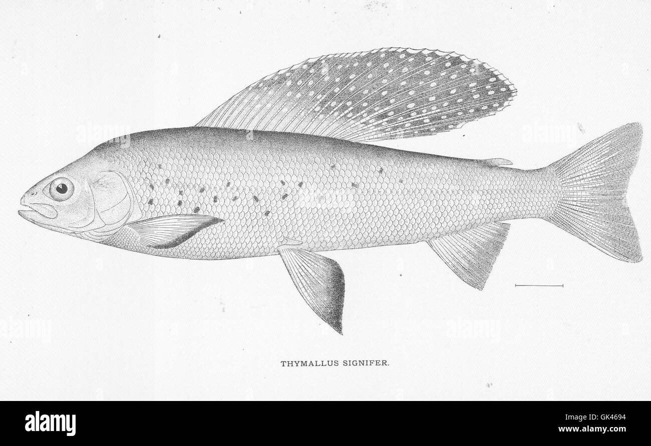 Thymallus signifer, a species of freshwater fish commonly known as the ...