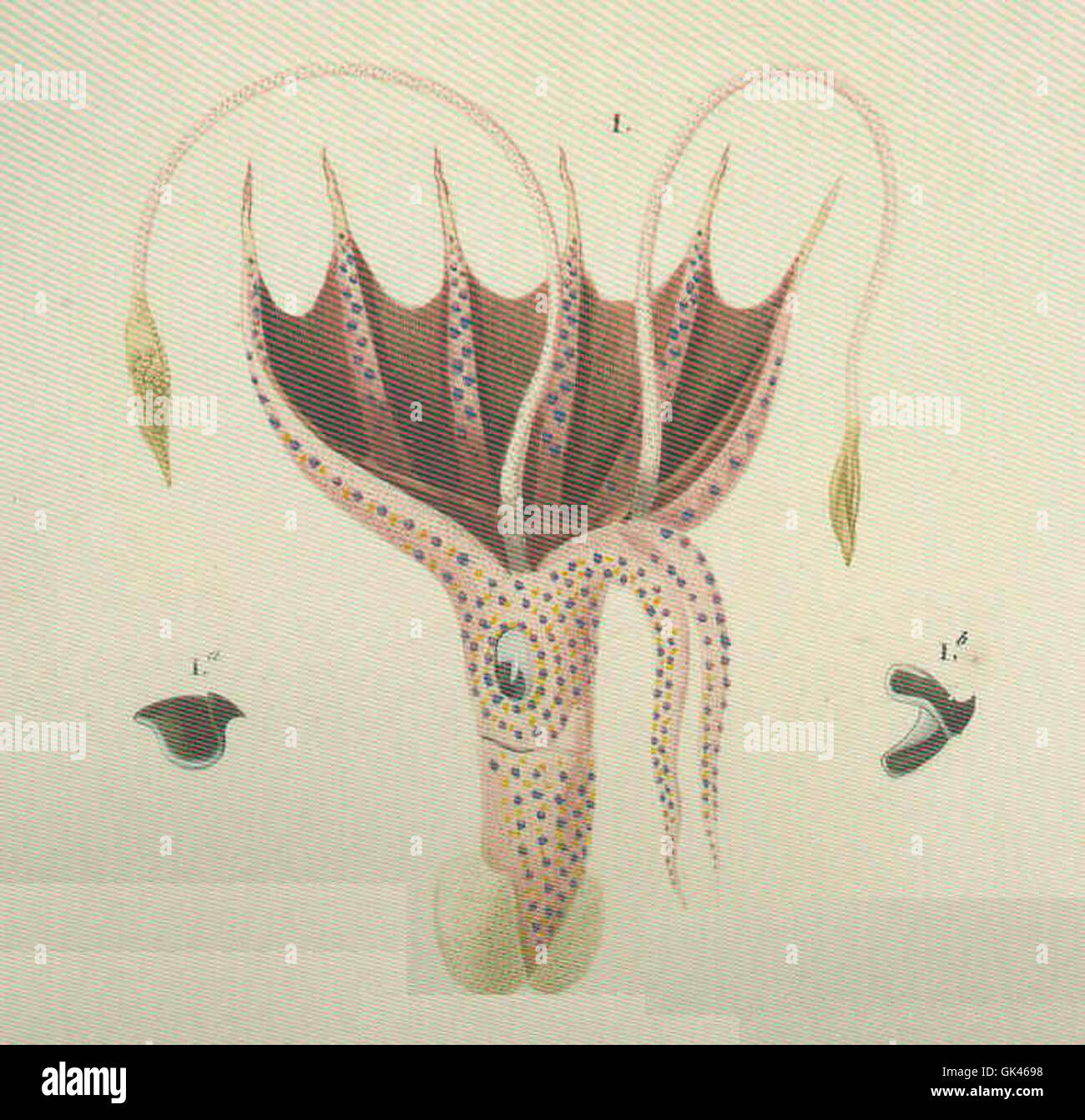 Histioteuthis de Bonelle, a species of bioluminescent squid, is found ...