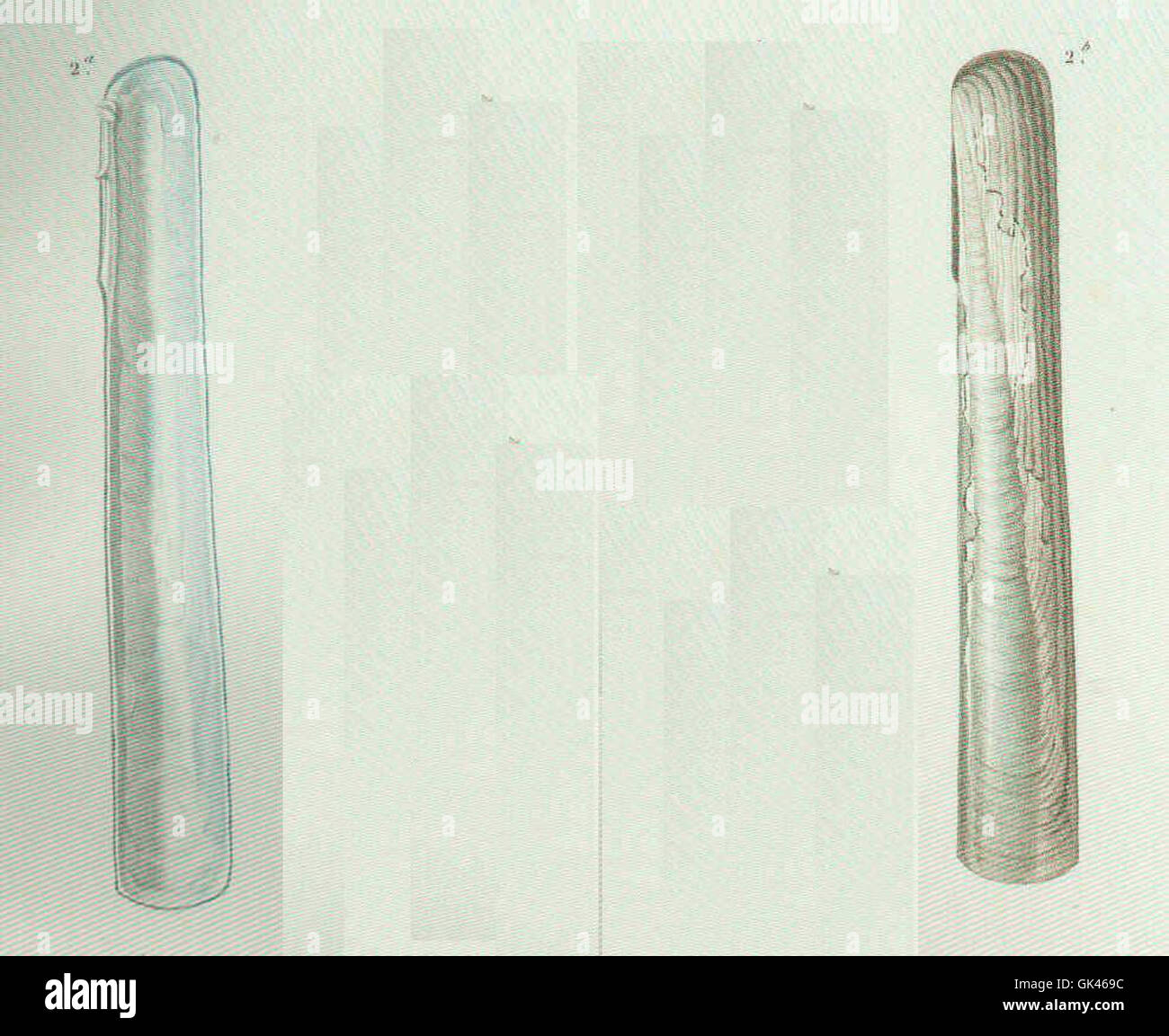 Illustration of the Solen silique, a species of marine mollusk ...