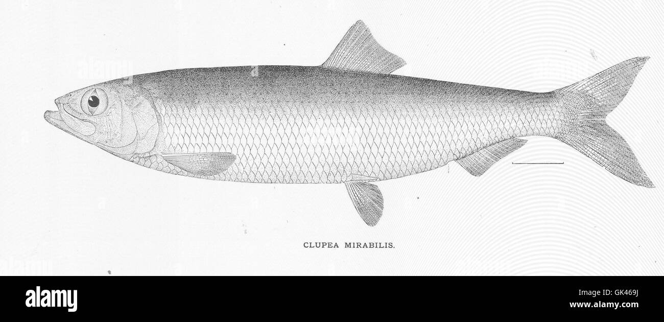 Clupea mirabilis hi-res stock photography and images - Alamy