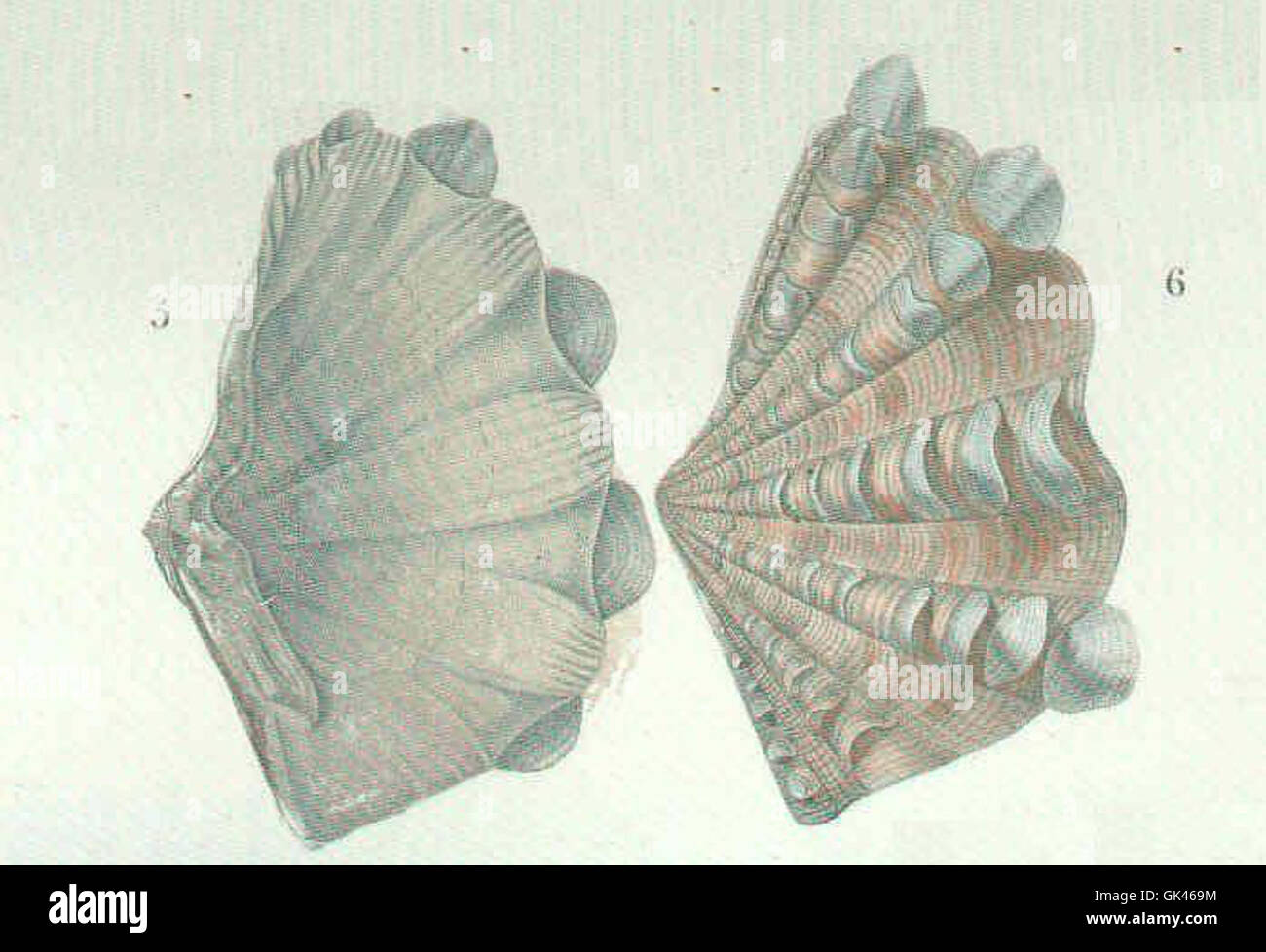 46781 Tridacne faitiere Stock Photo - Alamy