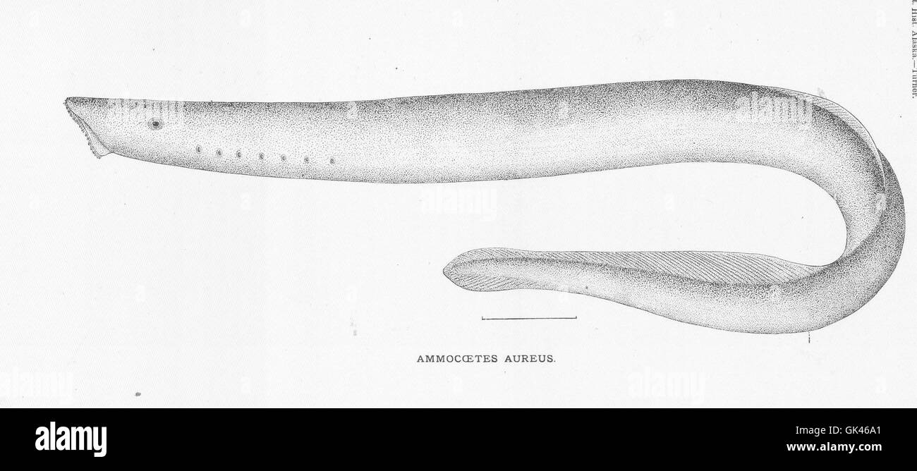 *Ammocoetes aureus*, the larval stage of a species of lamprey, is ...
