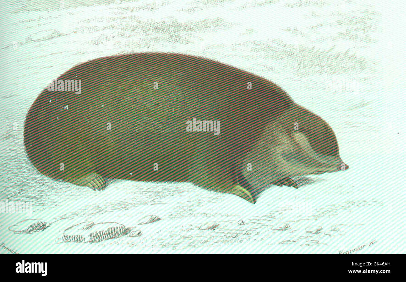 Taupe dorée, a French term meaning 'golden mole,' refers to a species ...