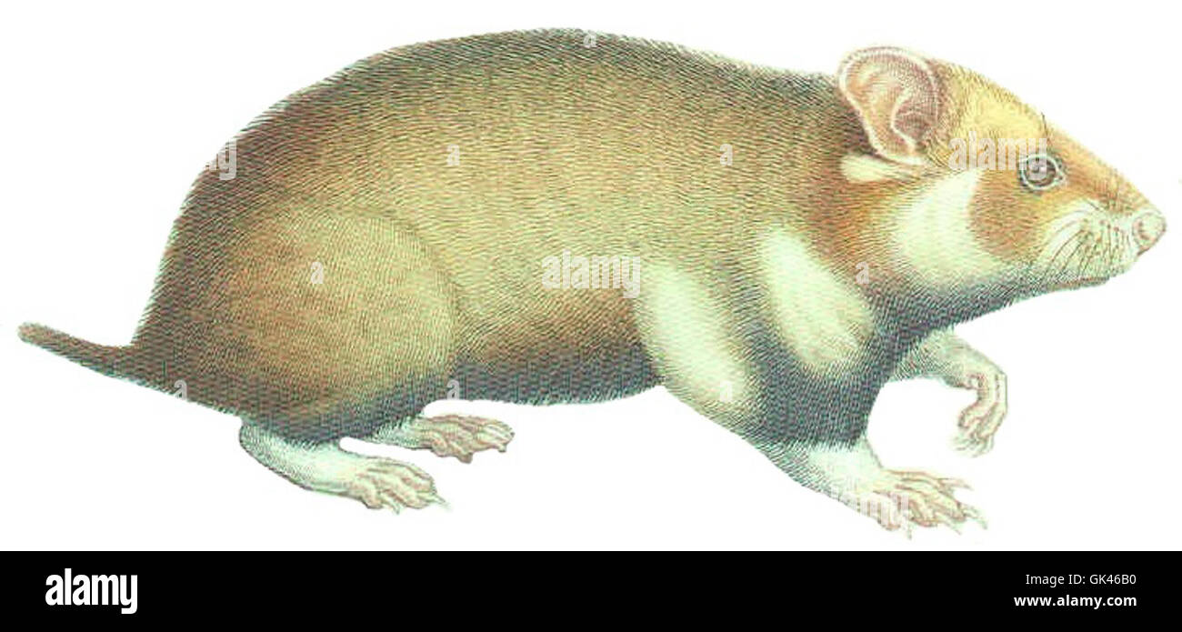 Cheek pouches Cut Out Stock Images & Pictures - Alamy