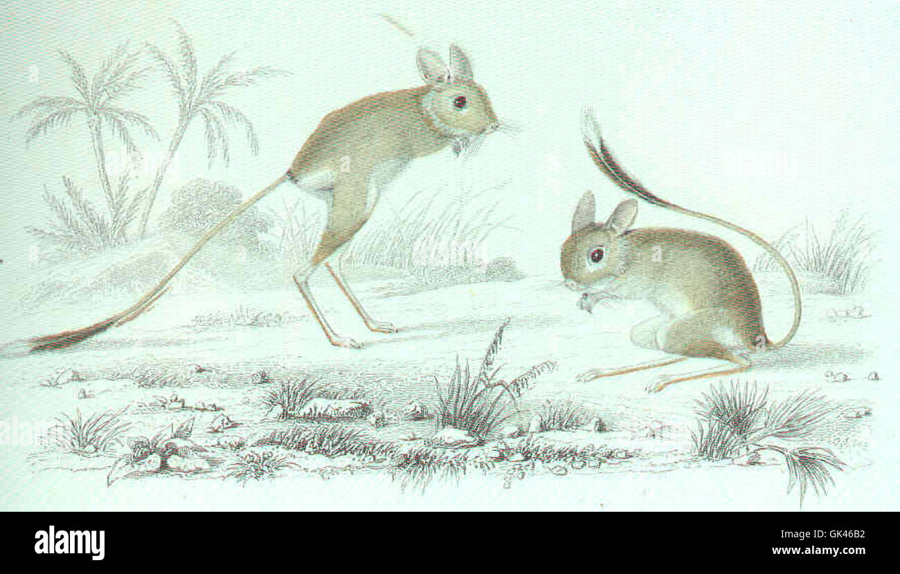 Gerboise ordinaire, a species of jerboa, is a small, desert-dwelling ...