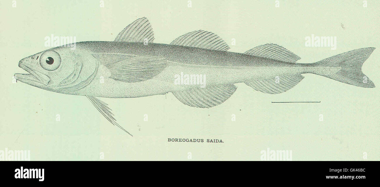 46826 Boreogadus Saida Stock Photo - Alamy