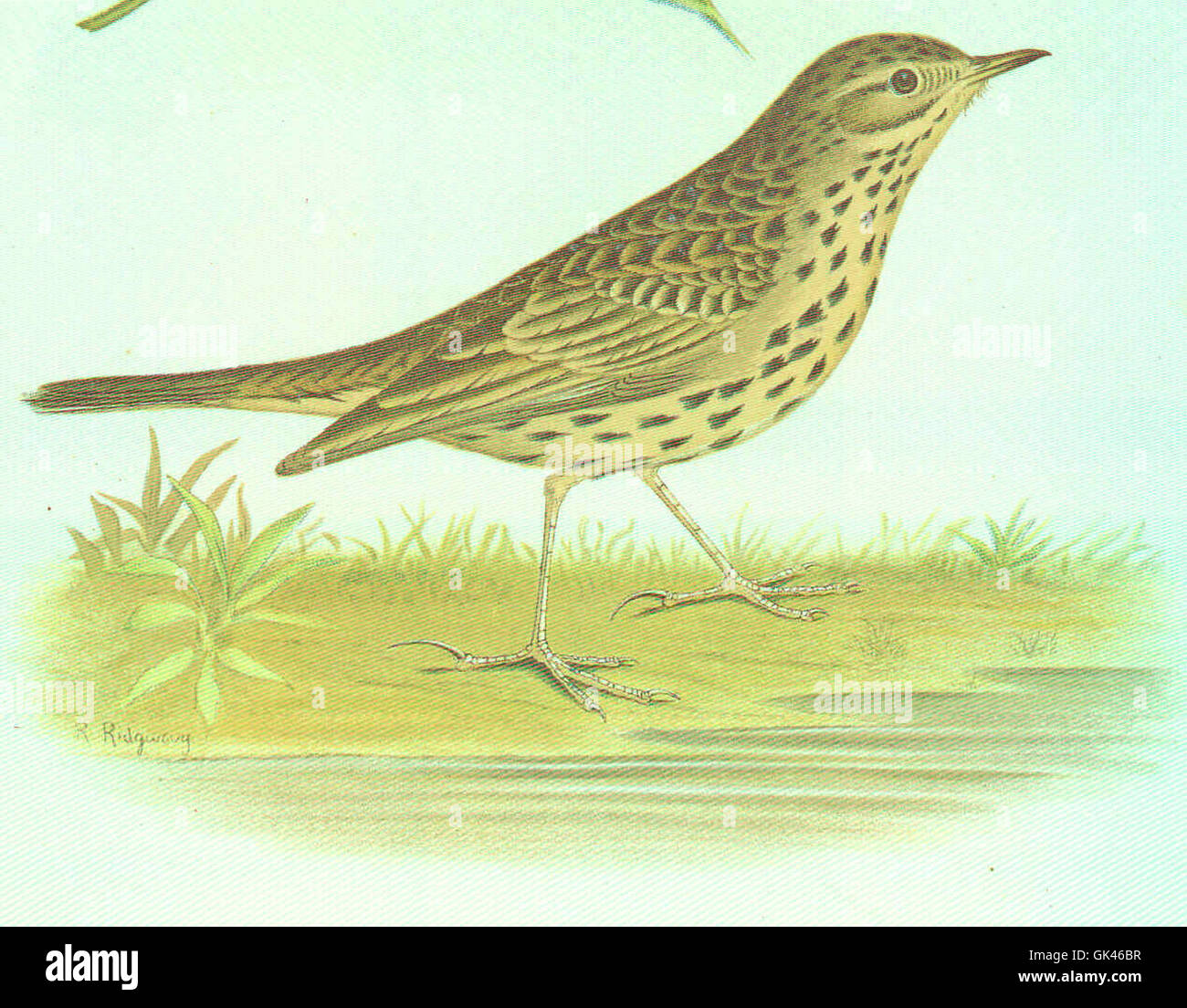 Pipit identification hi-res stock photography and images - Alamy
