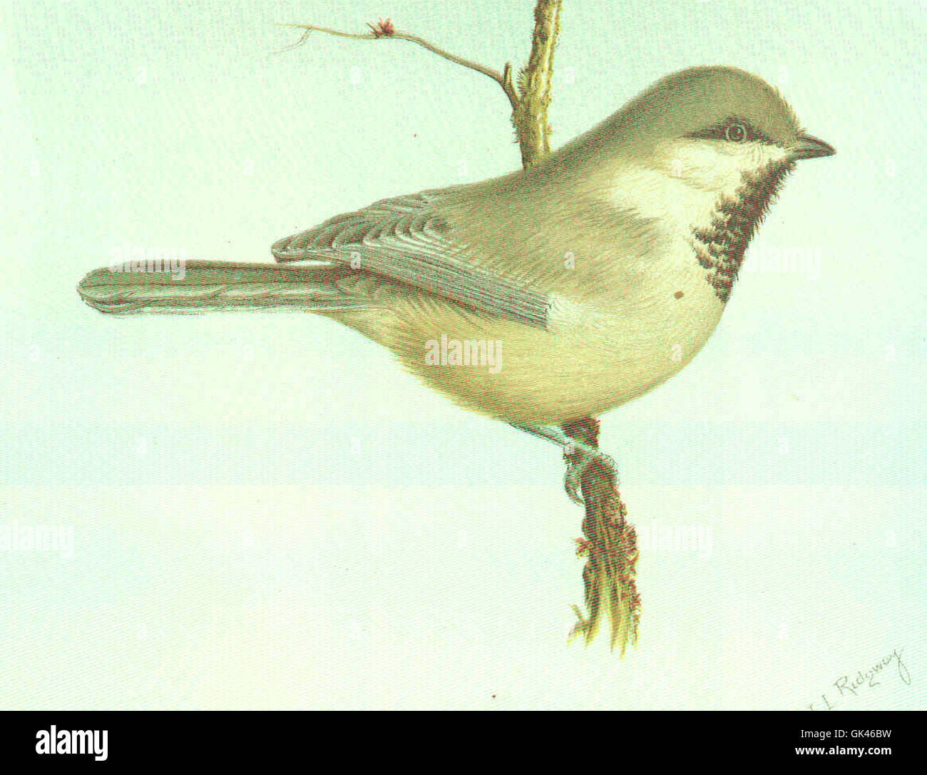 Parus Cinctus Obtectus, identified by Cab, is a bird species known for ...