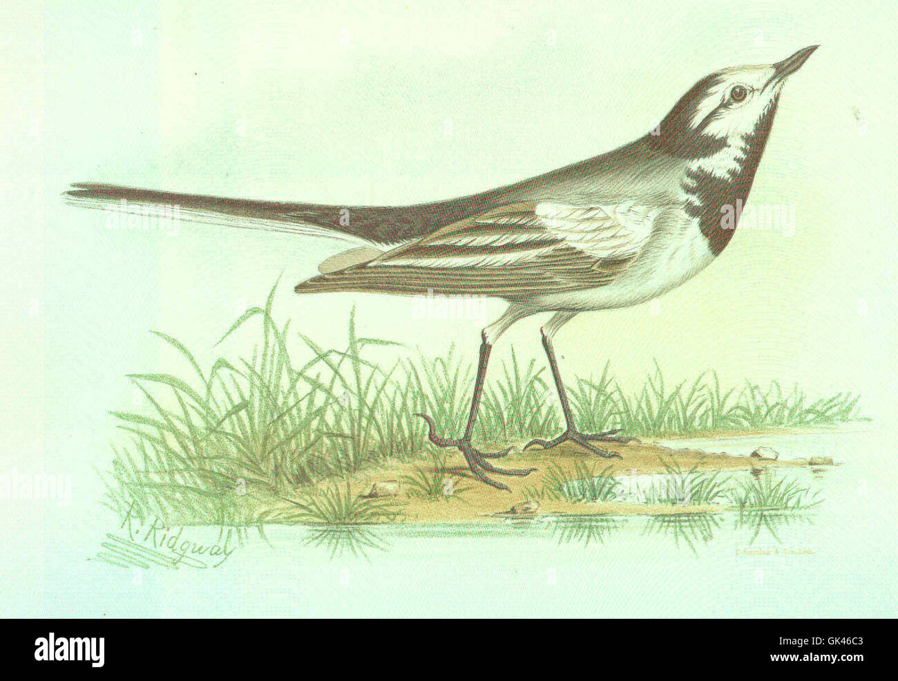Wagtail species hi-res stock photography and images - Alamy