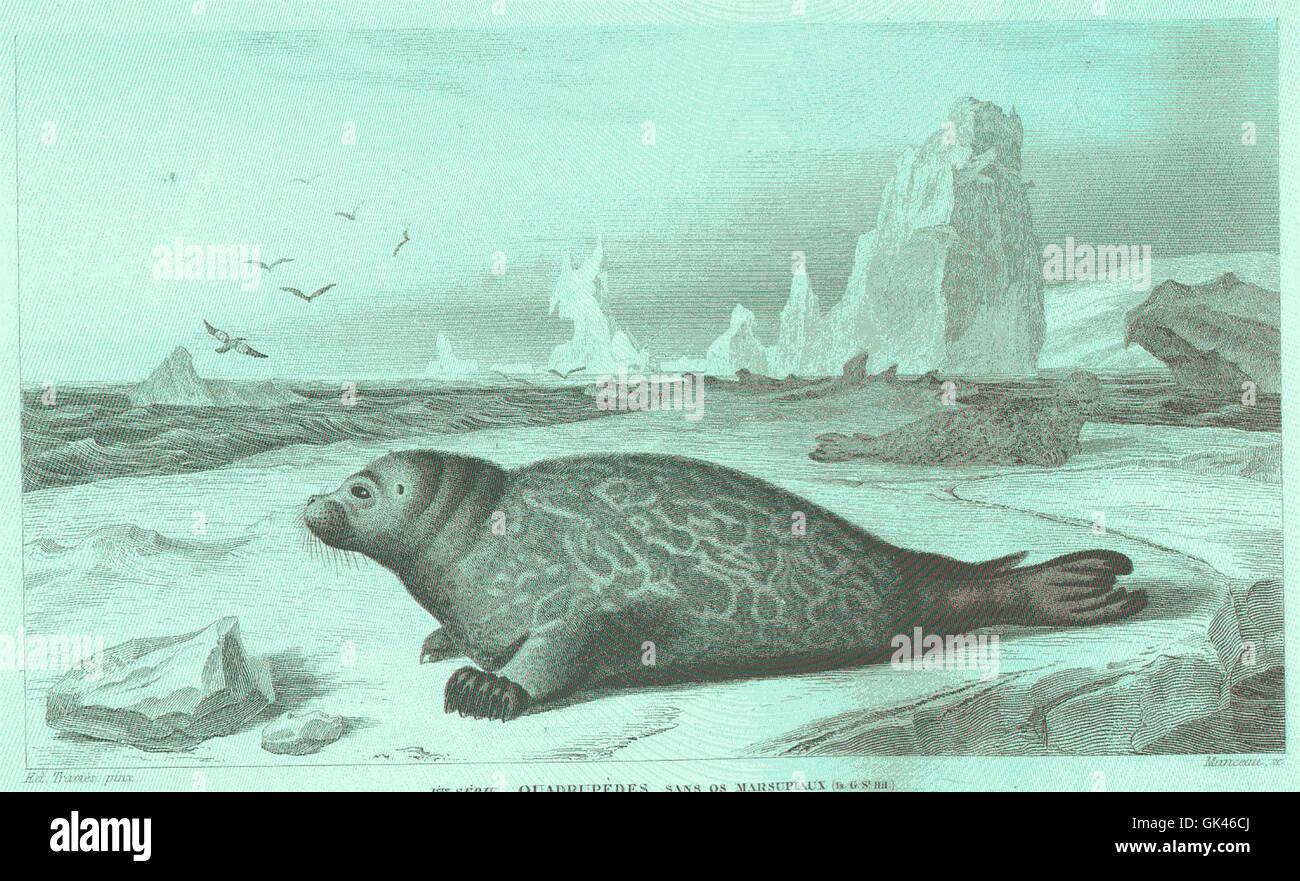 Phoque hi-res stock photography and images - Alamy